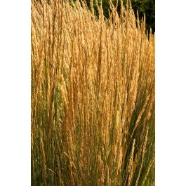 Overdam Feather Reed Grass, Calamagrostis x acutiflora 'Overdam'