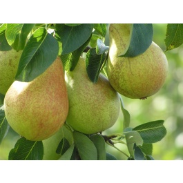 Comice Pear, Pyrus communis, Monrovia Plant
