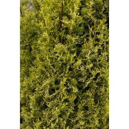 Swane's Golden Italian Cypress, Cupressus sempervirens 'Swane's Golden'