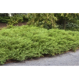 Alpine Carpet® Juniper, Juniperus communis 'Mondap', Monrovia Plant