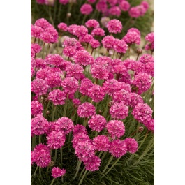 Splendens Thrift, Armeria maritima 'Splendens', Monrovia Plant