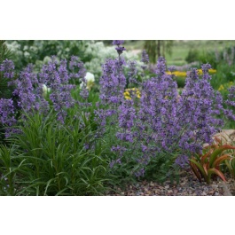 Little Trudy® Catmint, Nepeta x 'Psfike' PP #18,904, Monrovia Plant