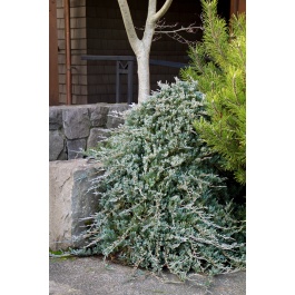 Blue Rug Juniper, Juniperus horizontalis 'Wiltonii', Monrovia Plant