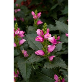 Hot Lips Turtlehead, Chelone lyonii 'Hot Lips', Monrovia Plant