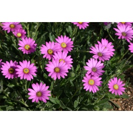 Purple Mountain® Sun Daisy, Osteospermum barberiae var. compactum 'P005S'