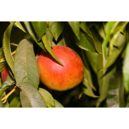 Fantasia Nectarine, Prunus persica var. nucipersica 'Fantasia'
