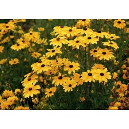 Indian Summer Black-Eyed Susan, Rudbeckia hirta 'Indian Summer'