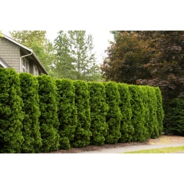 Holmstrup Eastern Arborvitae, Thuja occidentalis 'Holmstrup'