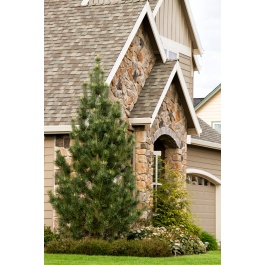 Vanderwolf's Pyramid Limber Pine, Pinus flexilis 'Vanderwolf's Pyramid'