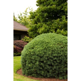 Dwarf Scotch Pine, Pinus sylvestris 'Glauca Nana', Monrovia Plant