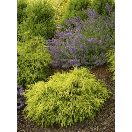 Sungold Thread-Branch Cypress, Chamaecyparis pisifera filifera 'Sungold'