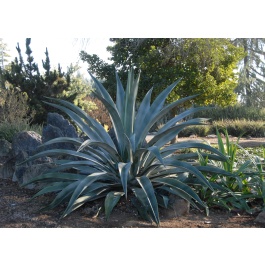 Weber's Agave, Agave weberi, Monrovia Plant