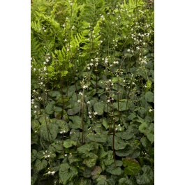 Beesia, Beesia deltophylla, Monrovia Plant