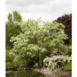 Chinese Fringe Tree, Chionanthus retusus, Monrovia Plant