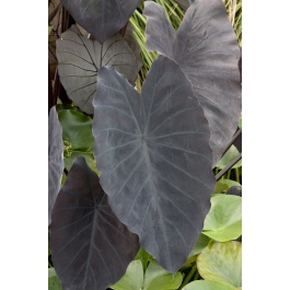 Black Magic Elephant Ear, Colocasia esculenta 'Black Magic', Monrovia Plant