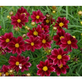 Big Bang™ Mercury Rising Coreopsis, Monrovia Plant