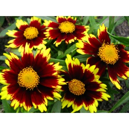 Big Bang™ Cosmic Eye Coreopsis, Coreopsis x 'Cosmic Eye' PP #22,601