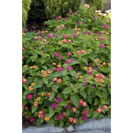 Teenie Genie® Compact Lantana, Lantana camara 'Monike' PP #17,612
