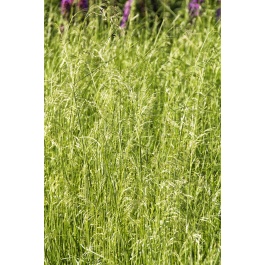 Scottish Tufted Hair Grass, Deschampsia cespitosa 'Schottland'
