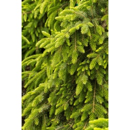 Bruns Weeping Serbian Spruce, Picea omorika 'Pendula Bruns', Monrovia Plant