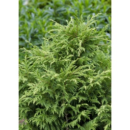 Soft Serve® False Cypress, Chamaecyparis pisifera 'Dow Whiting' PP #20,883