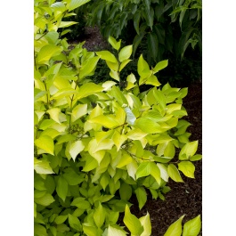 Prairie Fire Dogwood, Cornus alba 'Prairie Fire', Monrovia Plant