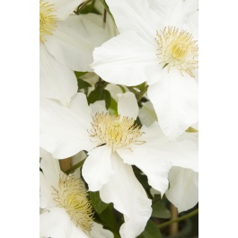 Toki Clematis, Clematis x 'Toki', Monrovia Plant