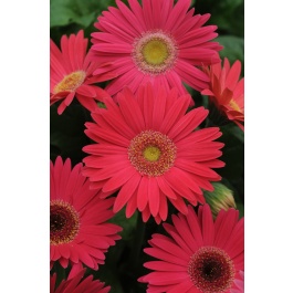 Revolution™ Gerbera Daisy, Gerbera jamesonii Revolution™ Series