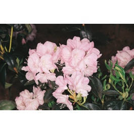 Pioneer Silvery Pink Rhododendron, Rhododendron 'Pioneer Silvery Pink'