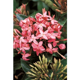 Nora Grant Ixora, Ixora coccinea 'Nora Grant', Monrovia Plant