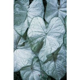 Moonlight Caladium, Caladium 'Moonlight', Monrovia Plant