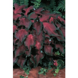 Red Ruffles Caladium, Caladium 'Florida Red Ruffles' PP #13,136