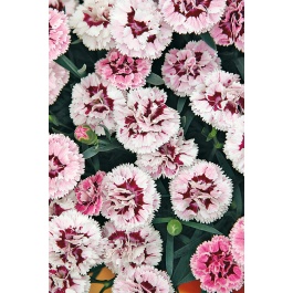 SuperTrouper™ Red + White Dianthus, Dianthus caryophyllus 'KLEDP09103'