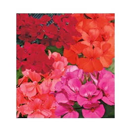 Caliente® Geranium, Monrovia Plant