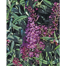 Flutterby Petite® Pink Butterfly Bush, Buddleja x 'Podaras #16' PP #22,108
