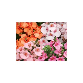 Darla™ Diascia, Diascia Darla™ Series Patented, Monrovia Plant