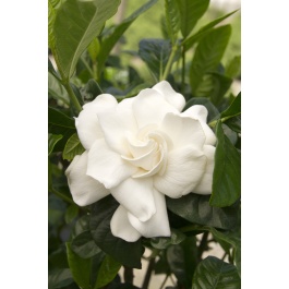 First Love Gardenia, Gardenia jasminoides 'Aimee', Monrovia Plant