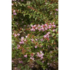 Pink Abelia, Abelia x 'Edward Goucher', Monrovia Plant