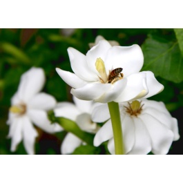 White Gardenia, Gardenia thunbergia, Monrovia Plant