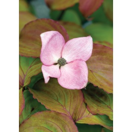 Heart Throb® Chinese Dogwood, Cornus kousa 'Schmred', Monrovia Plant