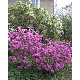 Olga Mezitt Rhododendron, Rhododendron 'Olga Mezitt' (H-1), Monrovia Plant