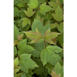 Dwarf Cranberry Bush, Viburnum opulus 'Nanum', Monrovia Plant