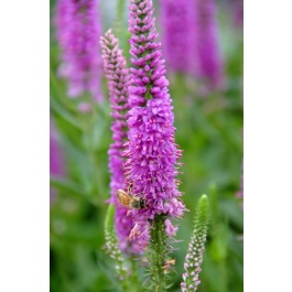 Vernique® Rose Veronica, Veronica longifolia 'Vernique Rose'