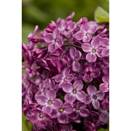 Declaration Lilac, Syringa x 'Declaration', Monrovia Plant