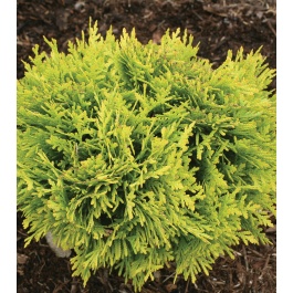 Anna's Magic Ball® Arborvitae, Monrovia Plant