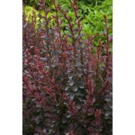 Royal Burgundy® Barberry, Berberis thunbergii 'Gentry', Monrovia Plant