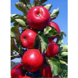 Fruit Snacks® Tasty Red™ Columnar Apple, Malus x domestica 'UEB 3449-1'