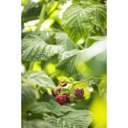 Canby Red Raspberry, Rubus idaeus 'Canby Red', Monrovia Plant