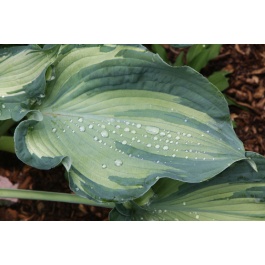 Guardian Angel Hosta, Hosta x 'Guardian Angel', Monrovia Plant