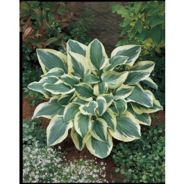 Pilgrim Hosta, Hosta x 'Pilgrim', Monrovia Plant